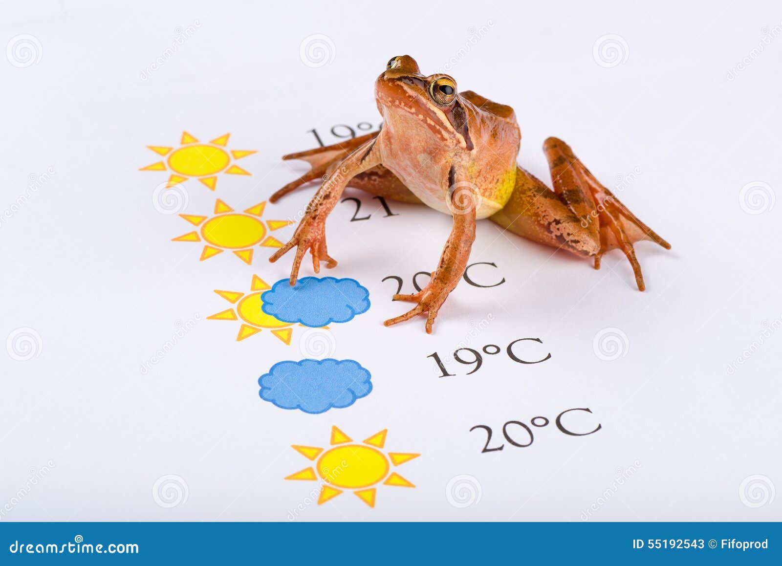 Frog As a Weather Prophet Makes the Weather Forecast, Universal Version ...
