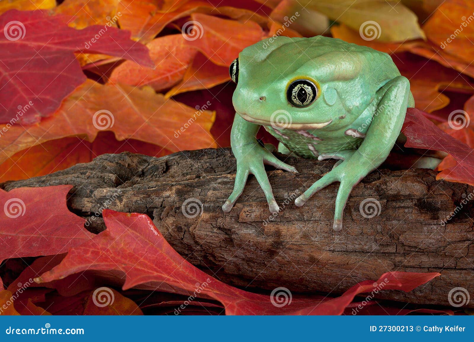 Frog In Autumn Stock Photos - Image: 27300213