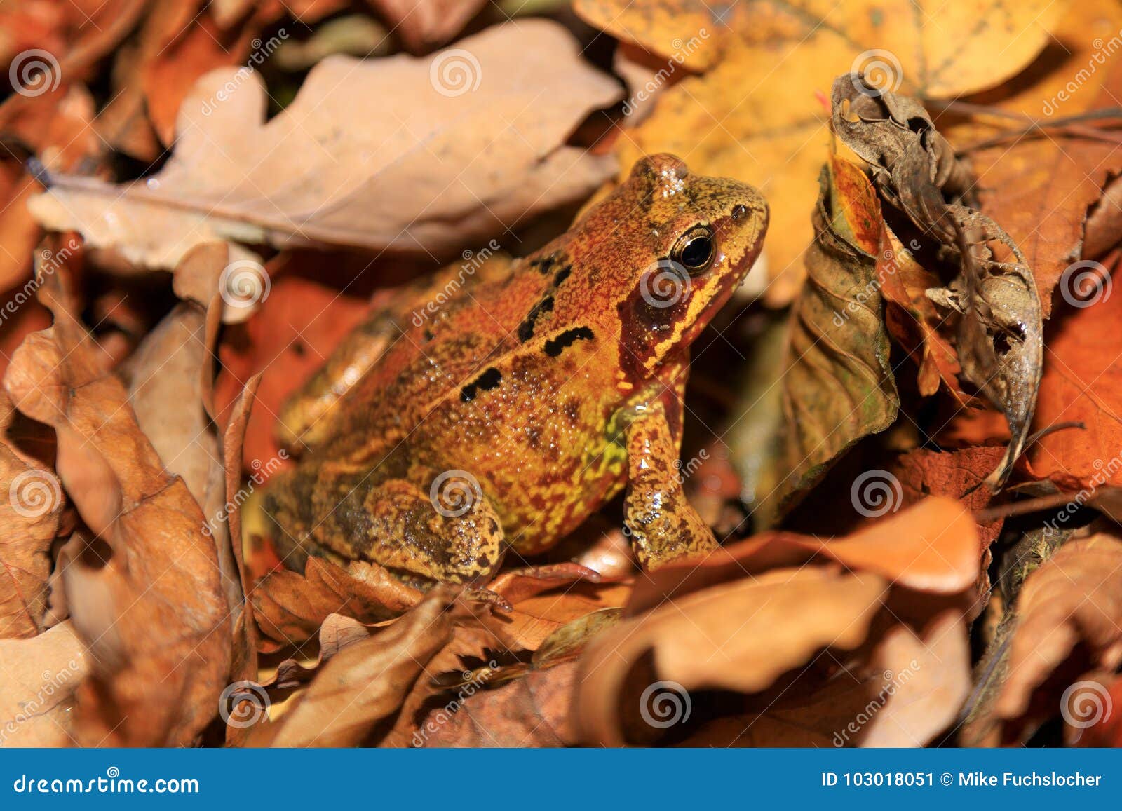 Frog at autumn stock image. Image of makro, amphibien - 103018051