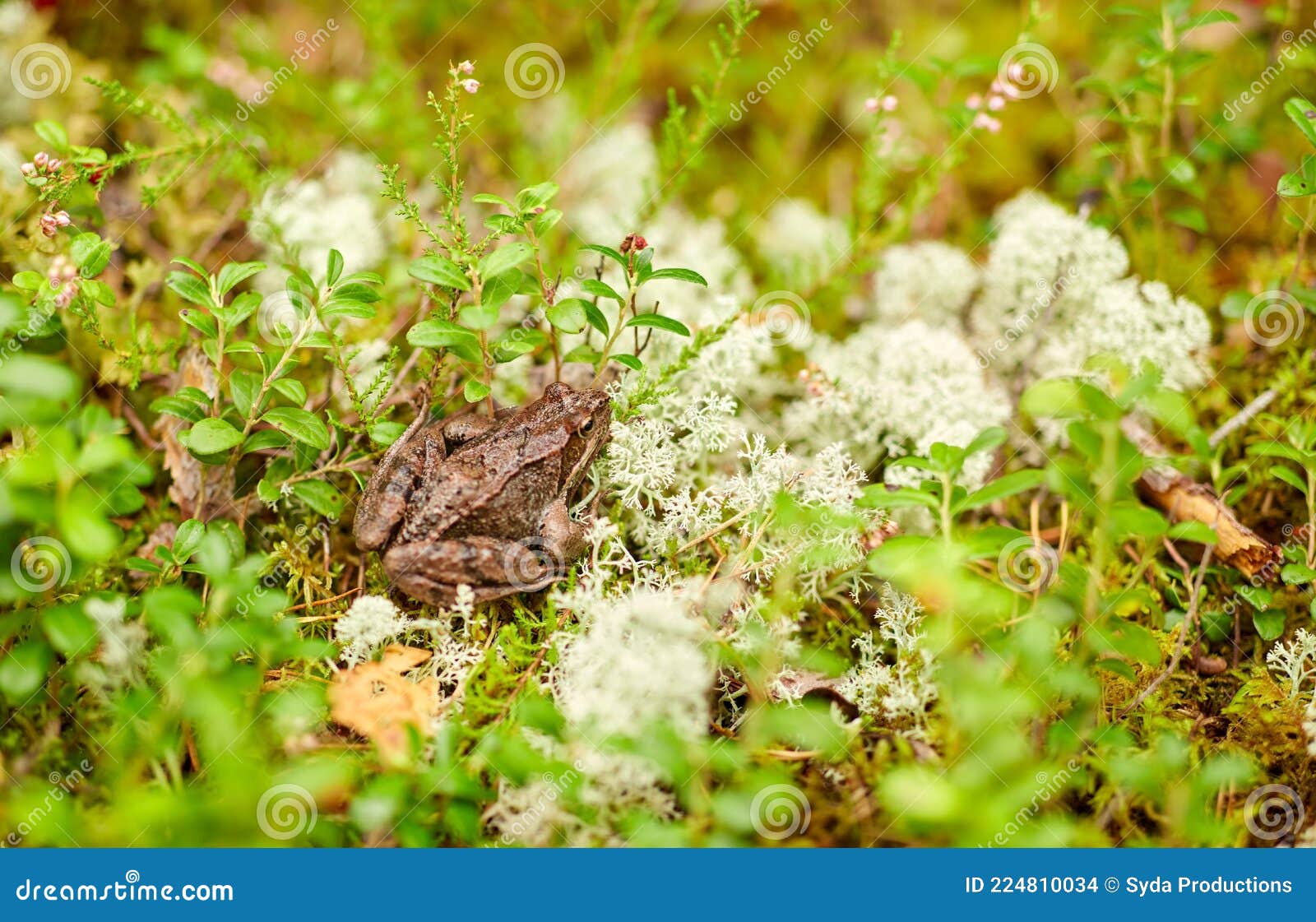 Frog in autumn forest stock photo. Image of ground, forest - 224810034