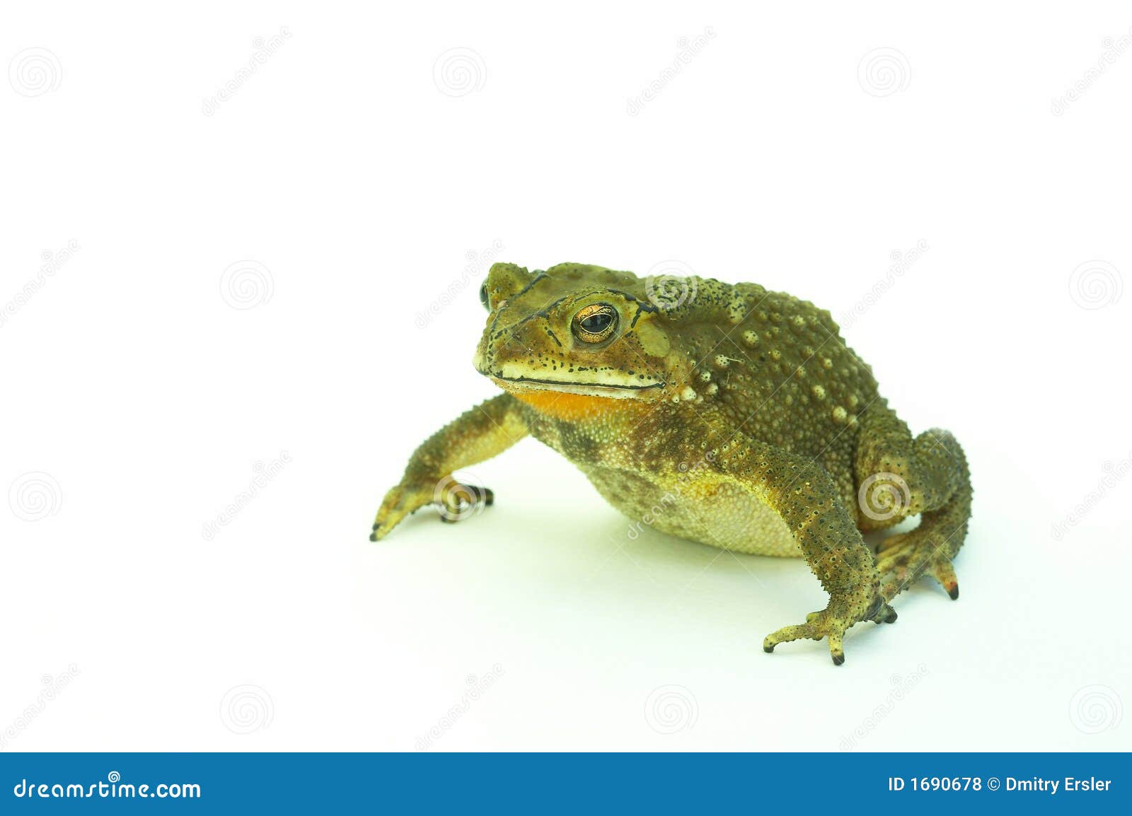 Frog-b stock photo. Image of ooze, croak, leap, mammal - 1690678