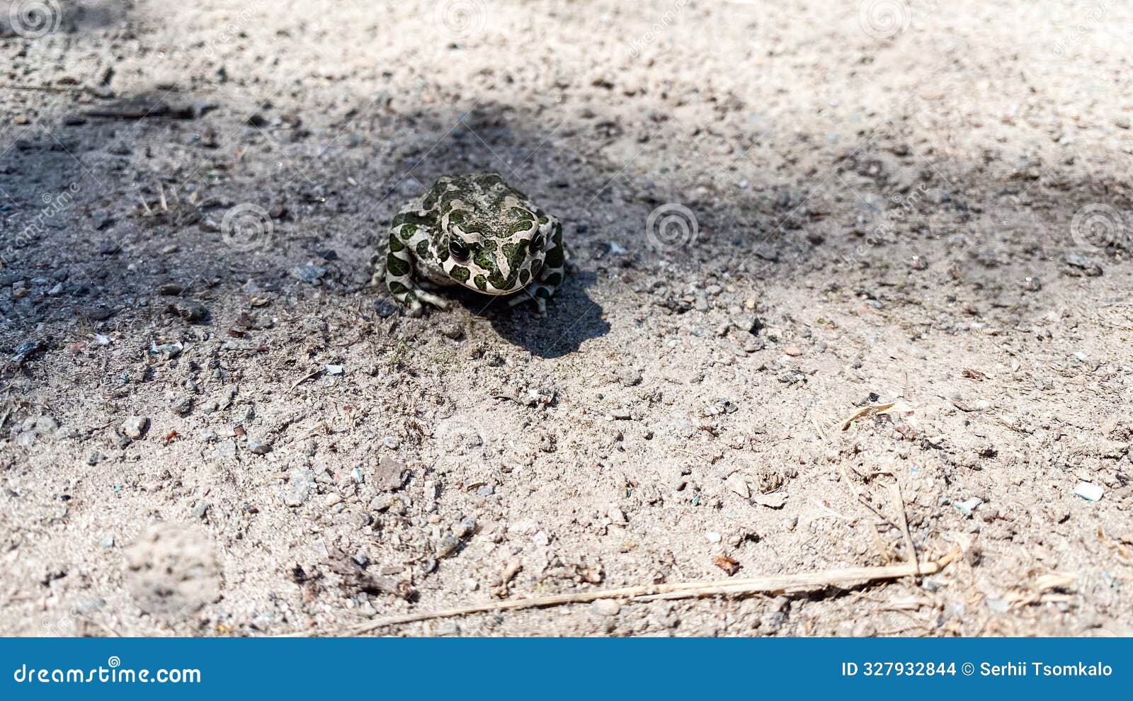 Frog on a Background of Sandy Soil Stock Photo - Image of color, macro ...