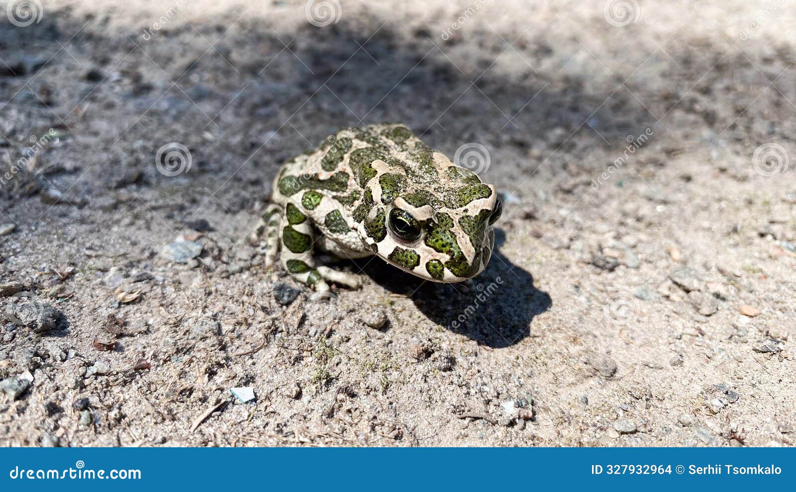 Frog on a Background of Sandy Soil Stock Photo - Image of green, color ...