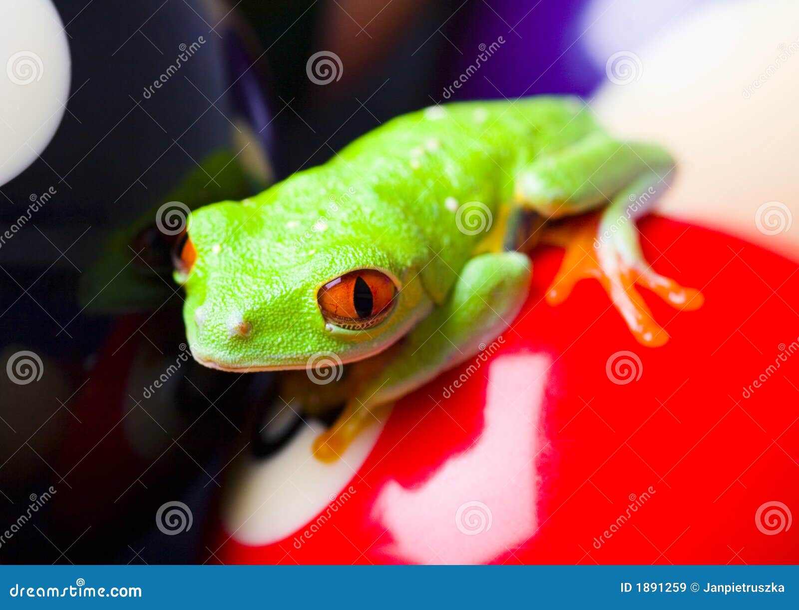 Frog on the balls stock image. Image of bulging, blue - 1891259