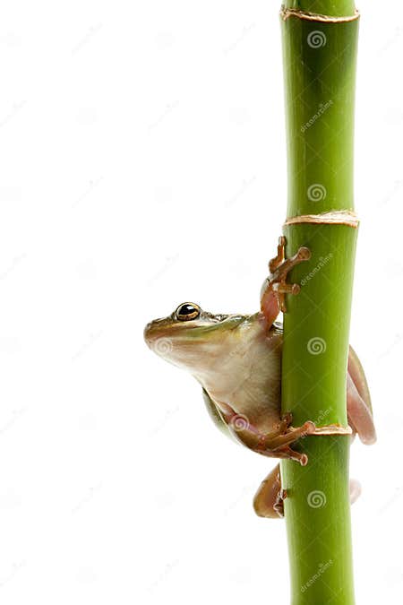 Frog on bamboo stock image. Image of bamboo, lucky, nature - 1948989