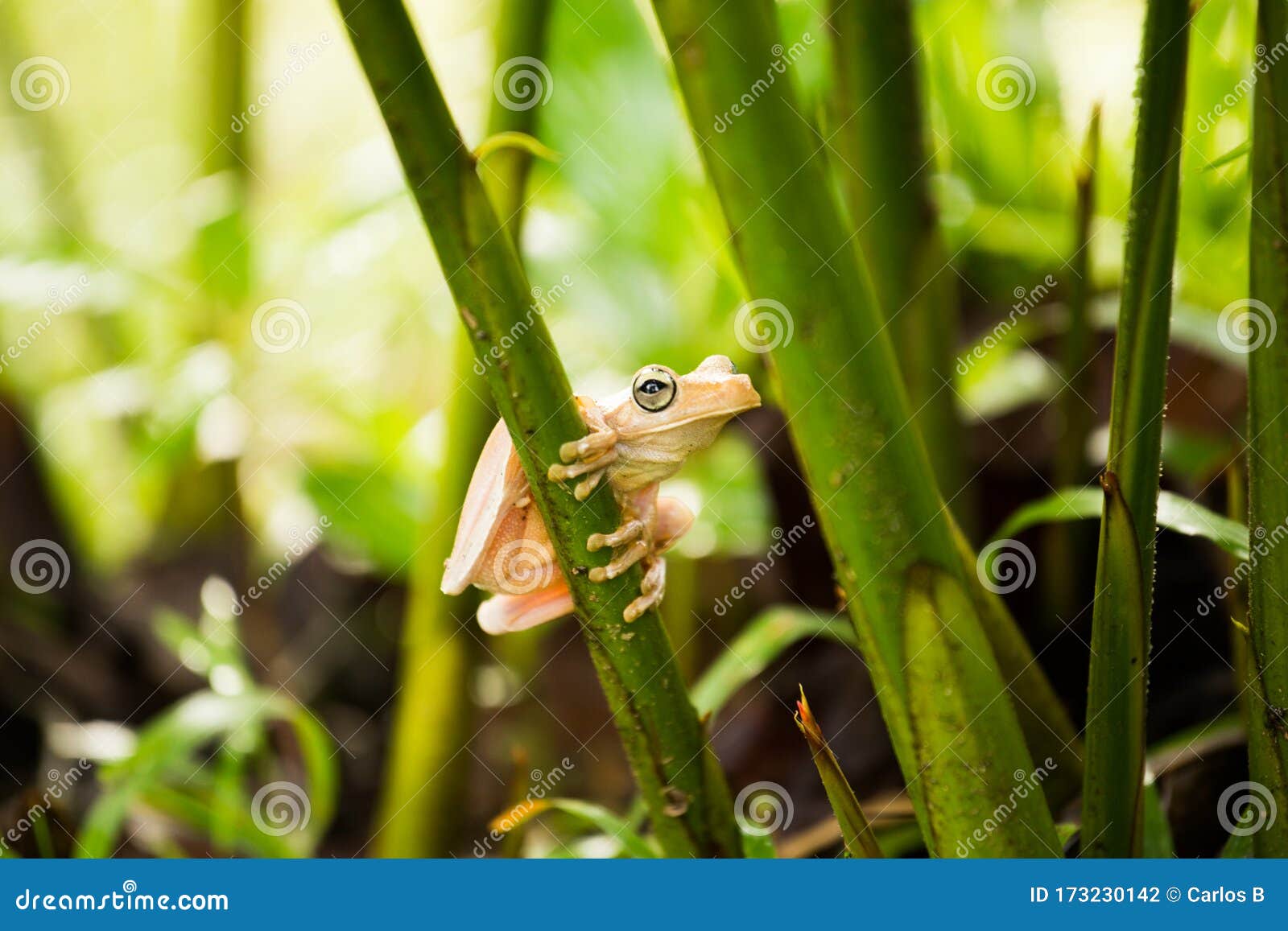 Close-up of a Frog on a Bamboo Branch Staring at Camera Stock Photo ...