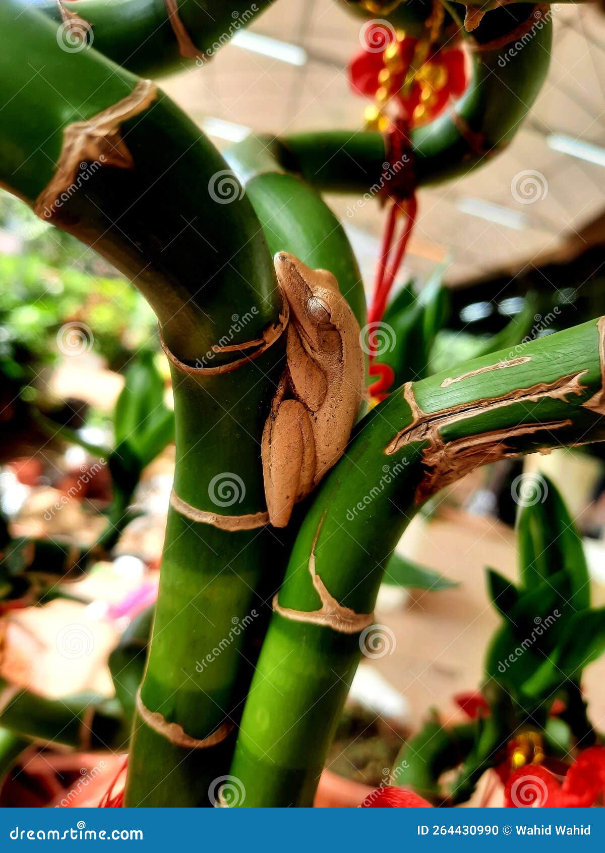 Frog on bamboo stock photo. Image of chinese, frog, year - 264430990