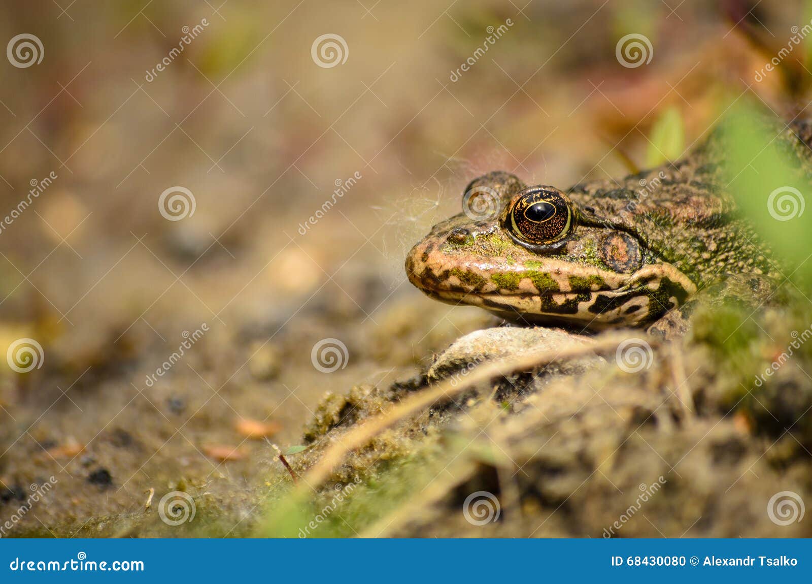 Frog basking in the sun stock photo. Image of close, macro - 68430080
