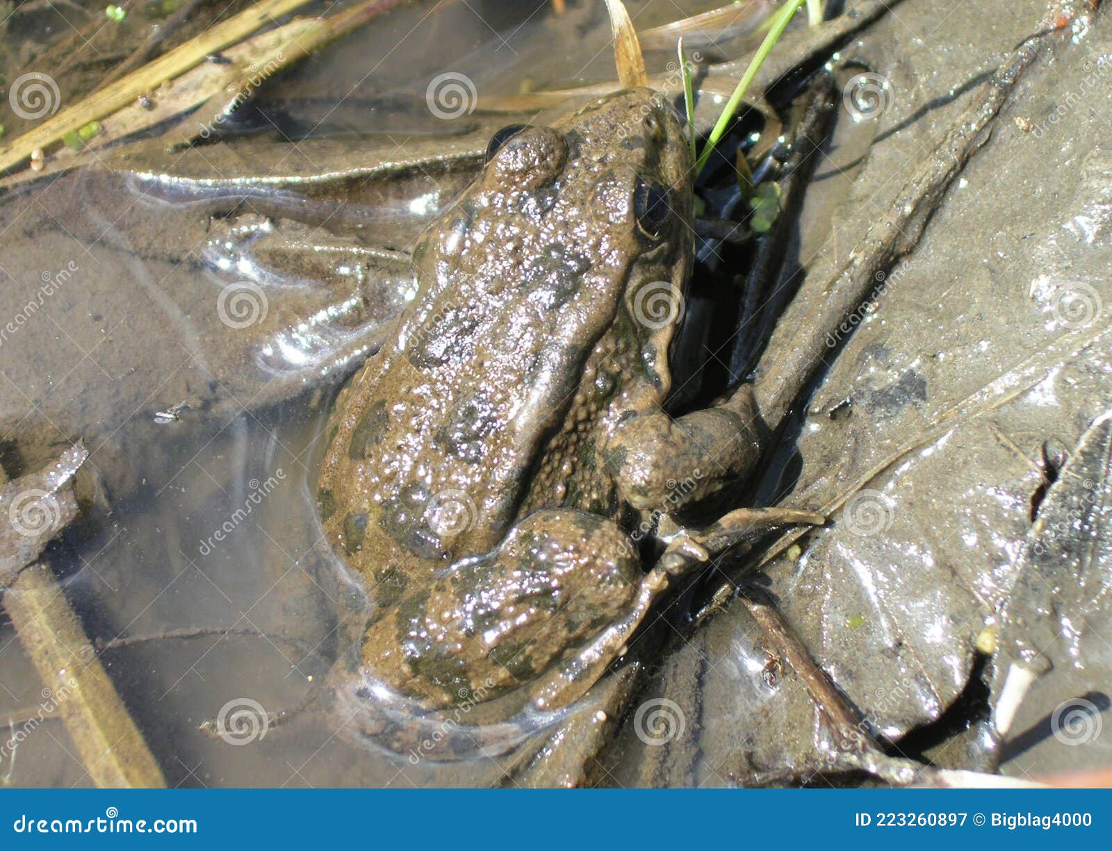 Frog basking in the sun. stock image. Image of frog - 223260897