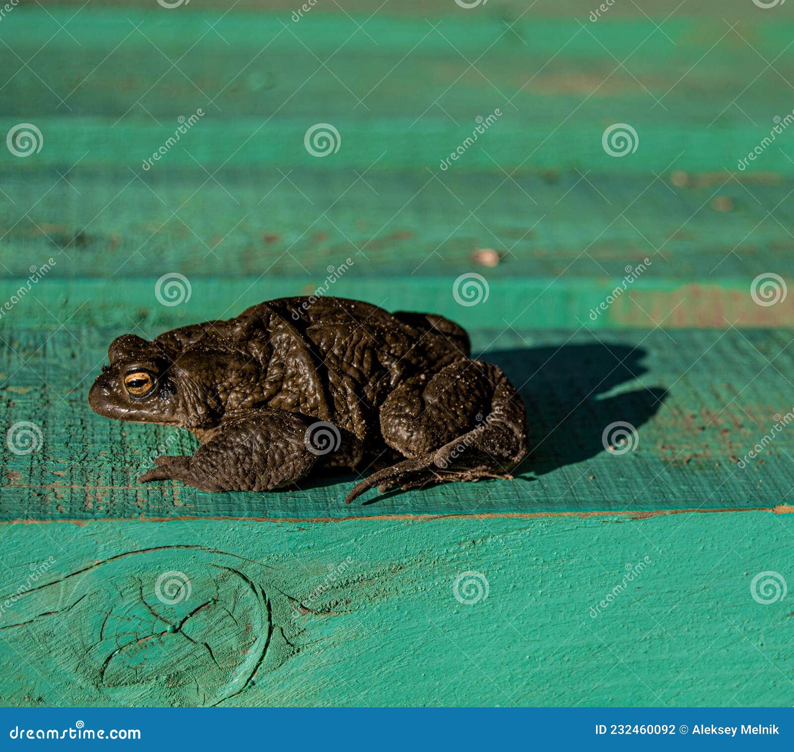 The Frog is Basking in the Sun. Stock Photo - Image of small, fauna ...