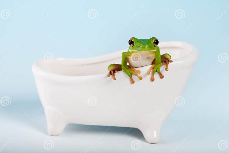 Frog on bath stock photo. Image of macro, cute, frogs - 10983568
