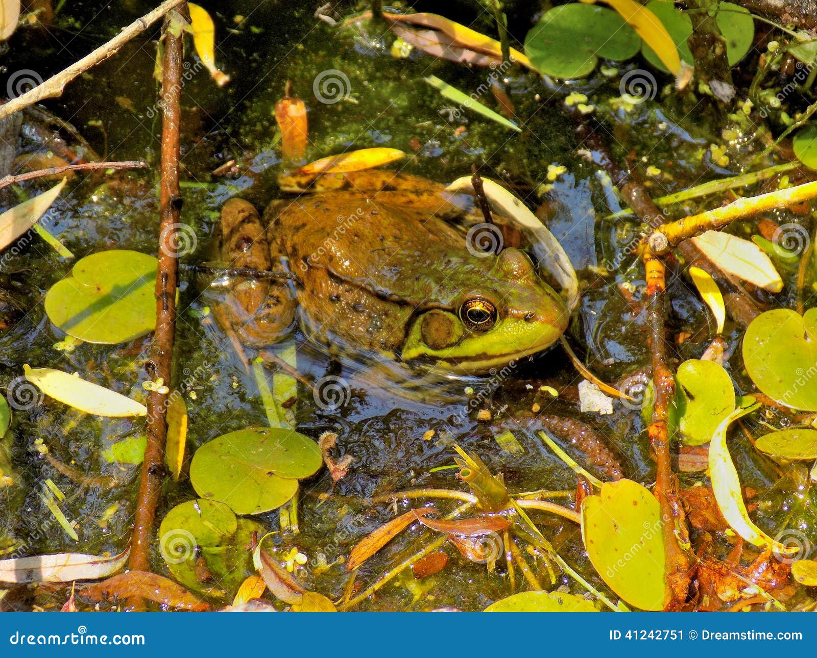 Frog Bath stock image. Image of nature, bathing, tail - 41242751