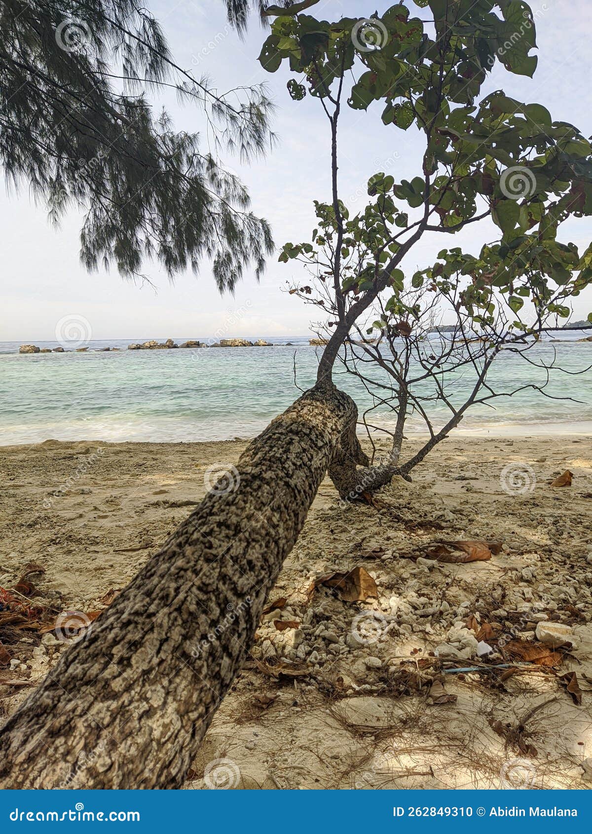 Frog beach look at sky stock photo. Image of look, nature - 262849310