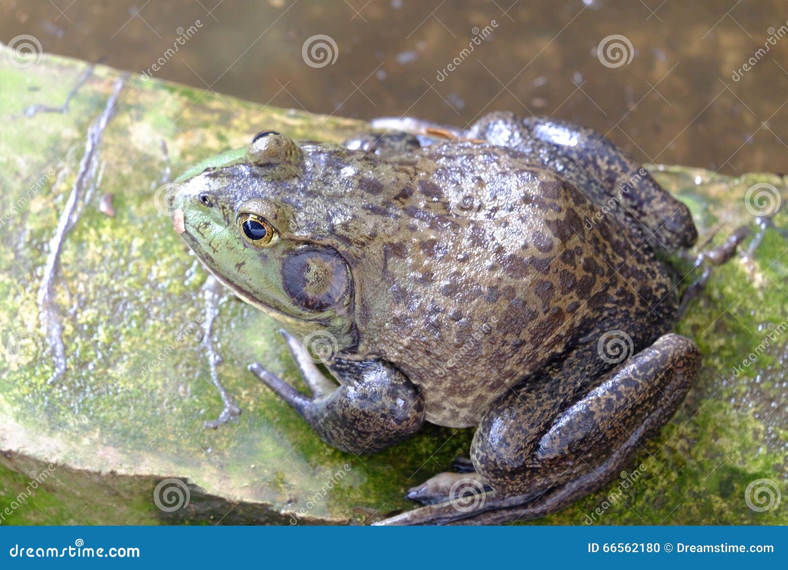 Frog. stock photo. Image of tropical, shiny, colorful - 66562180