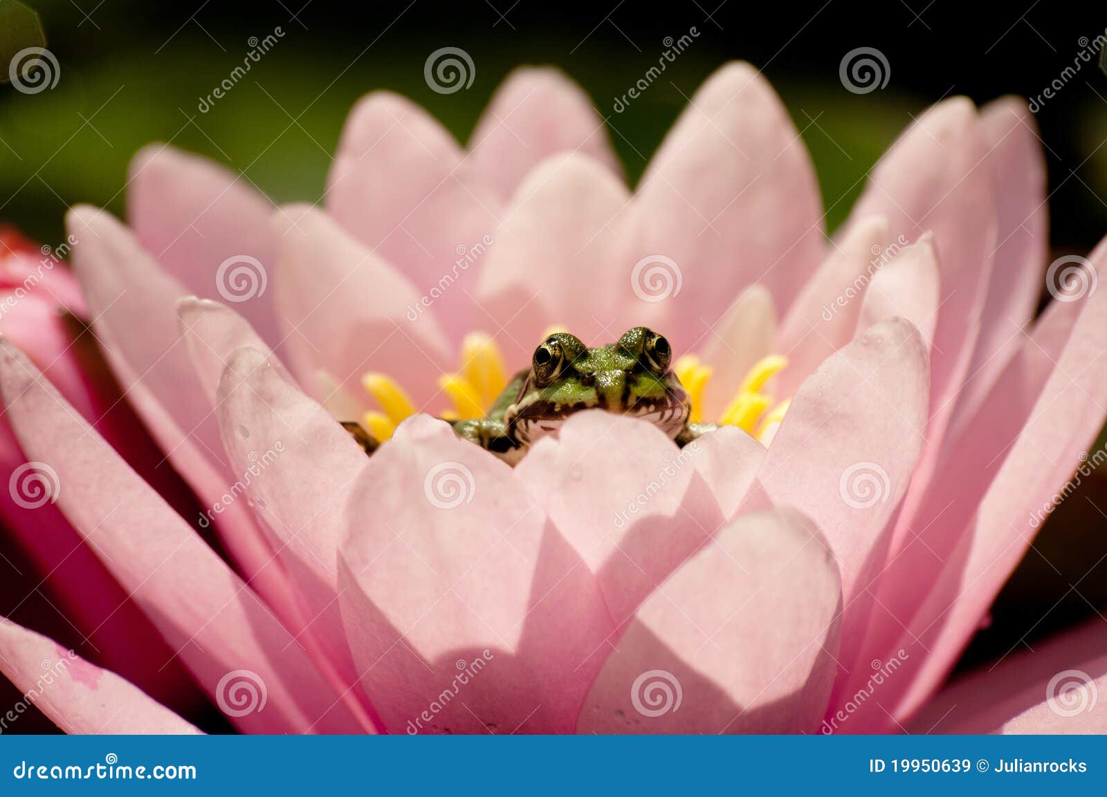 Frog on a Beautyful Pink Flower Stock Image - Image of texture, pond ...
