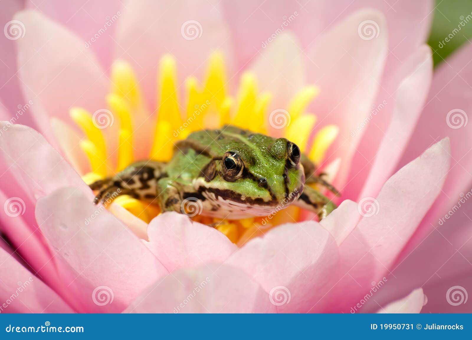 Frog on a Beautyful Pink Flower Stock Image - Image of lake, basking ...