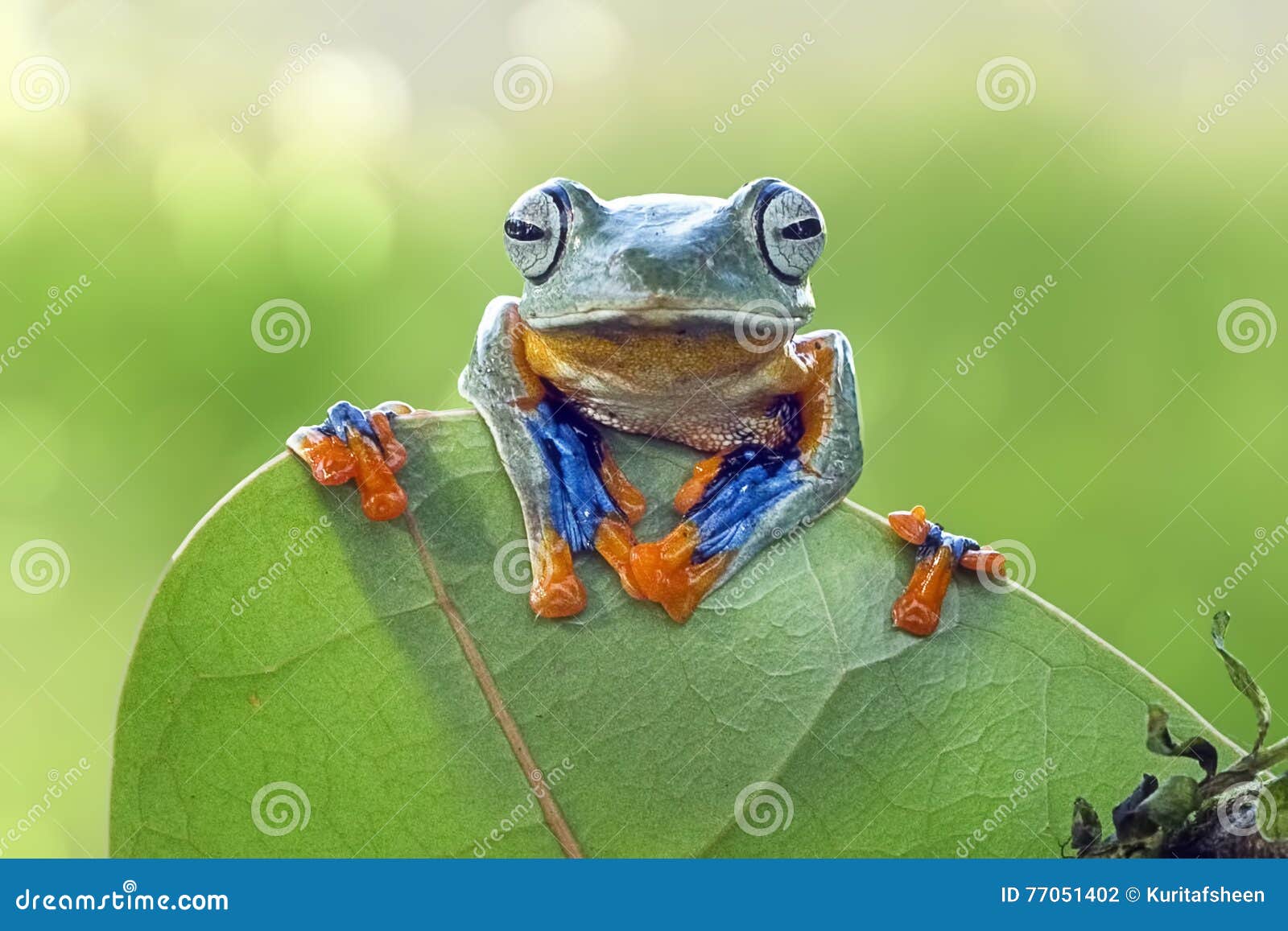 Frog behind leaf stock photo. Image of frontview, pose - 77051402