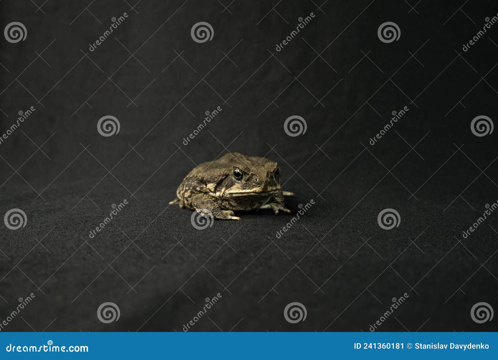 Frog Beige Toad Posing on a Black Background Exotic Animals Pet ...