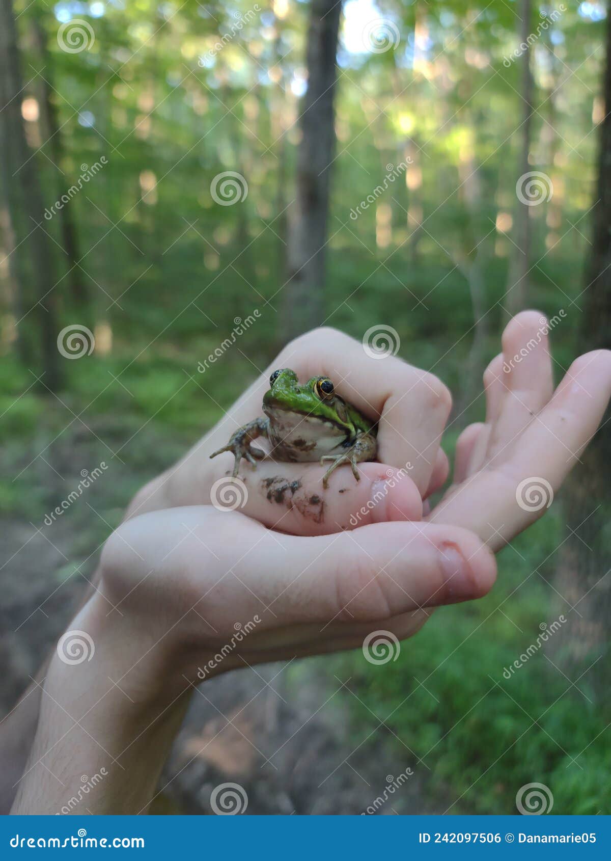 Frog being held stock photo. Image of green, amphibian - 242097506
