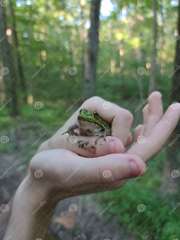 Frog being held stock photo. Image of green, amphibian - 242097506