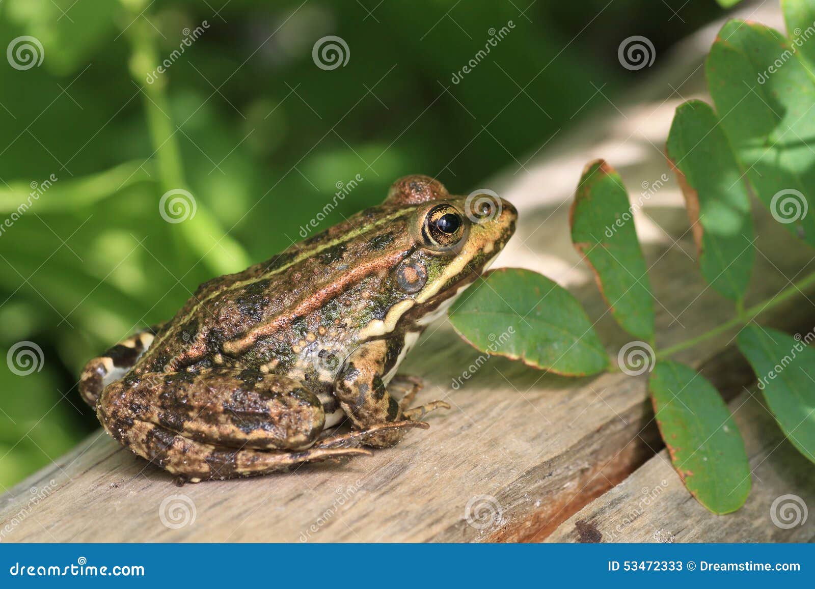 Frog on the bench stock image. Image of frog, sitting - 53472333
