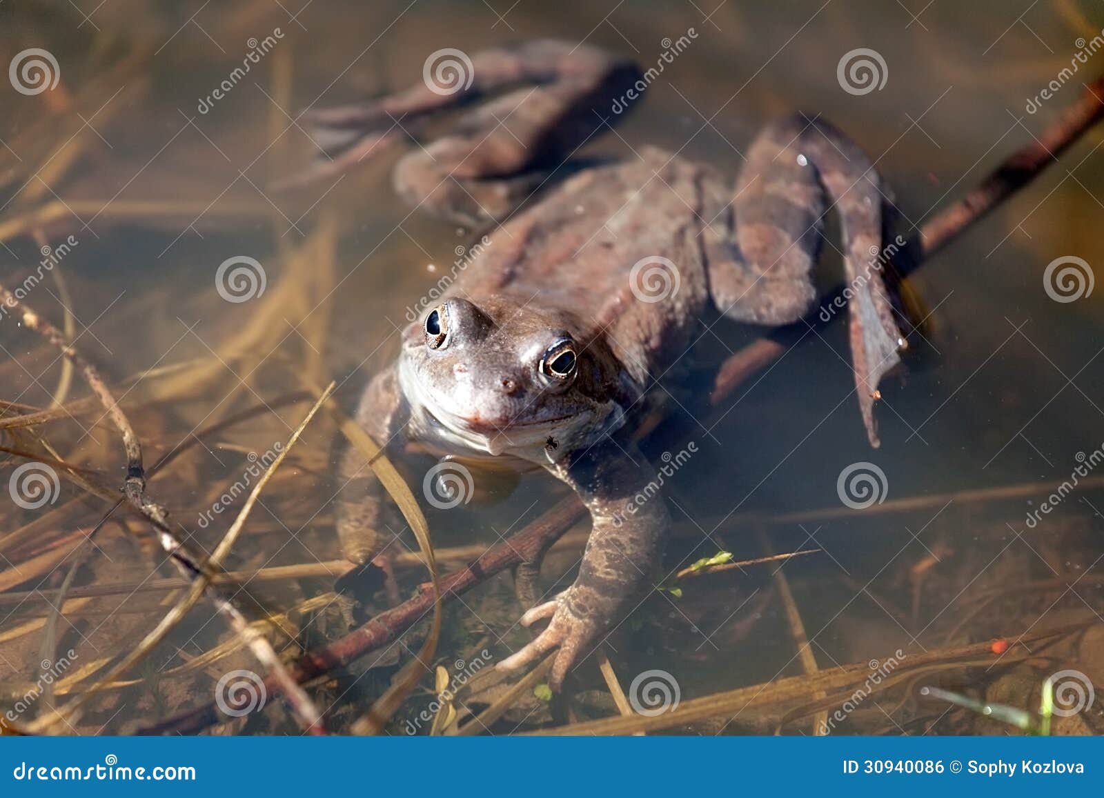 Frog stock photo. Image of spring, closeup, eyes, trench - 30940086
