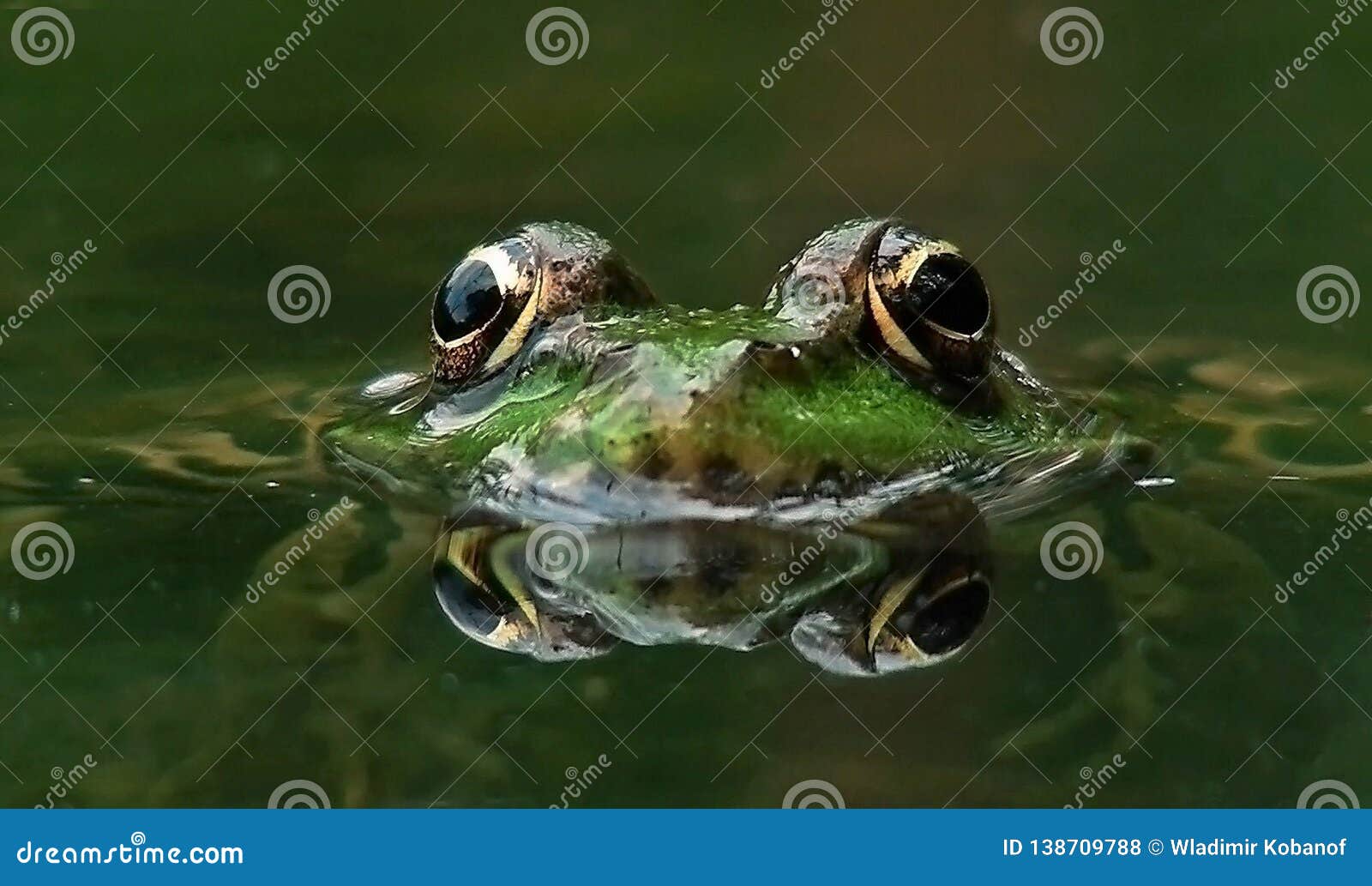Frog lying on the water stock photo. Image of contour - 138709788