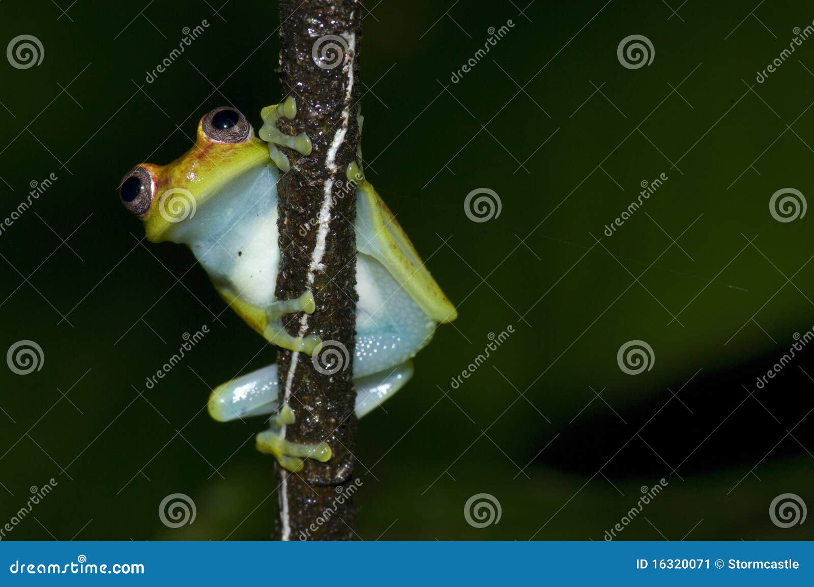 Frog with big eyes stock image. Image of frog, peeking - 16320071