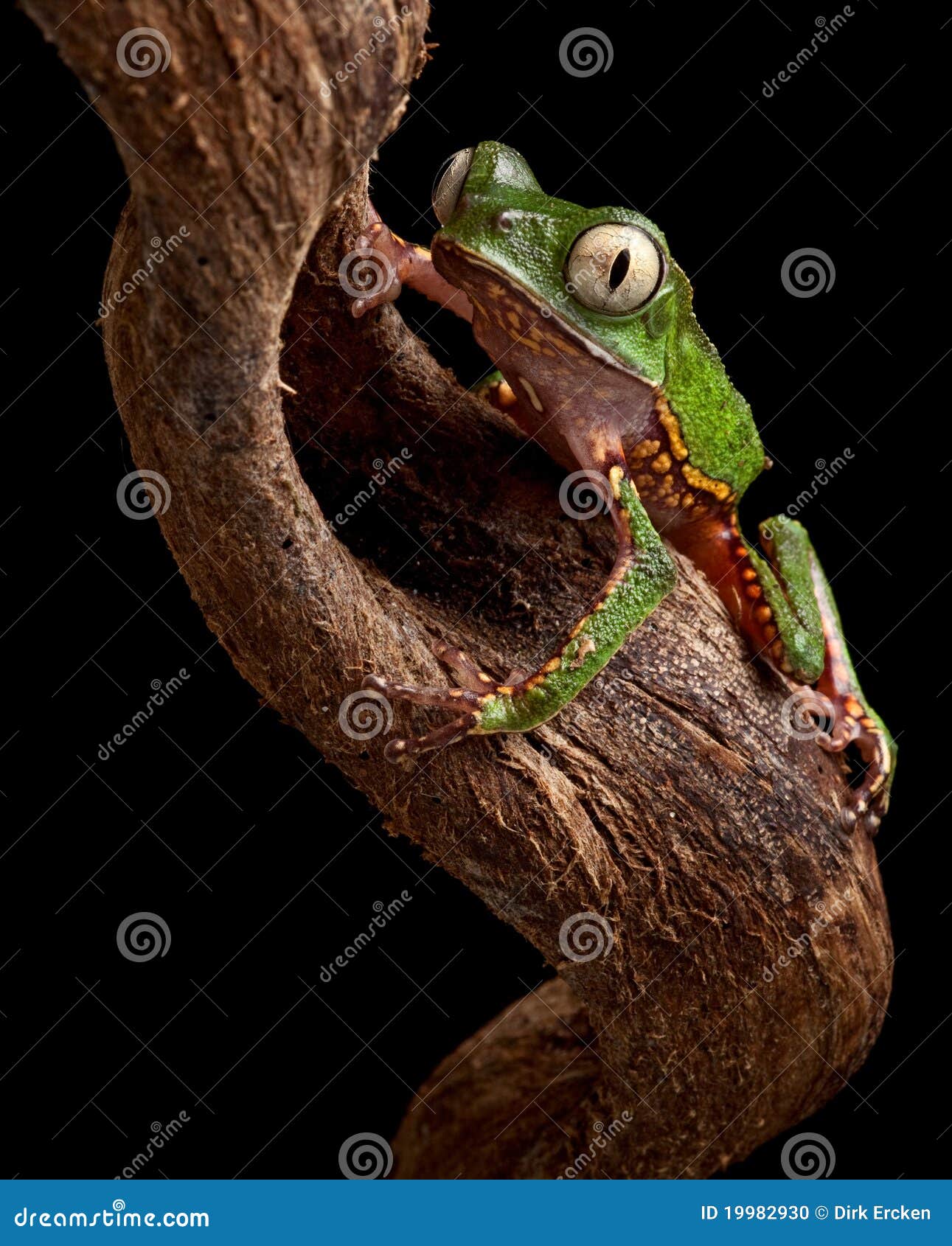 Frog with Big Eyes on Branch of Amazon Tree Stock Photo - Image of ...