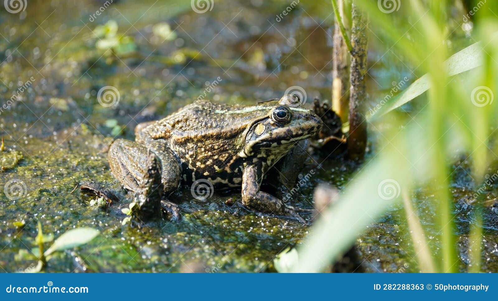 Frog. Big Frog in the Swamp. Frog in the Pond. Wild Animals. Stock Image - Image of amphibian ...