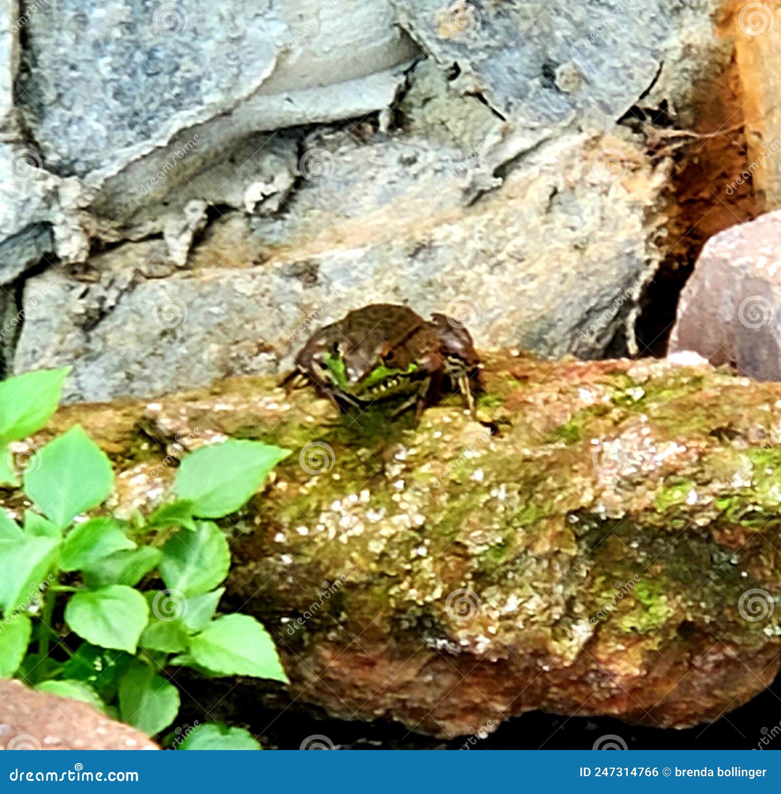 Frog Blending in with Nature Stock Photo - Image of reptile, garden ...