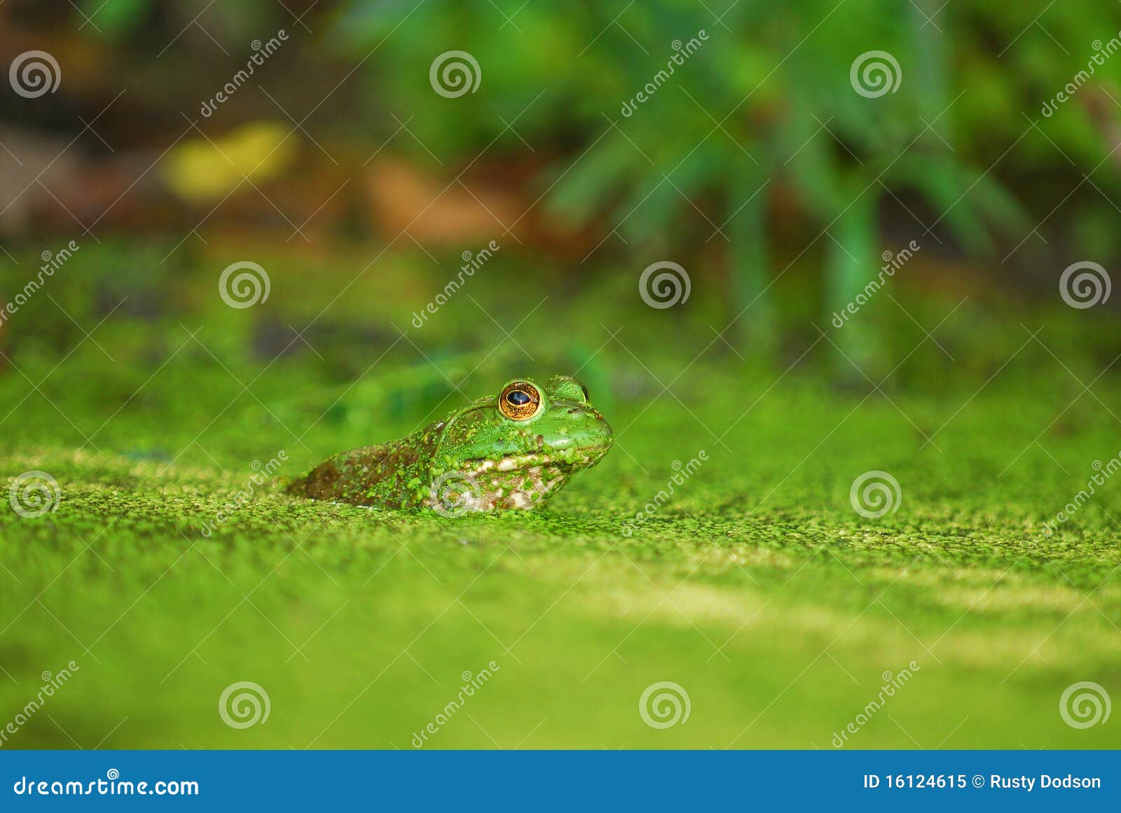 Frog in a Bog stock image. Image of hiding, animal, weed - 16124615