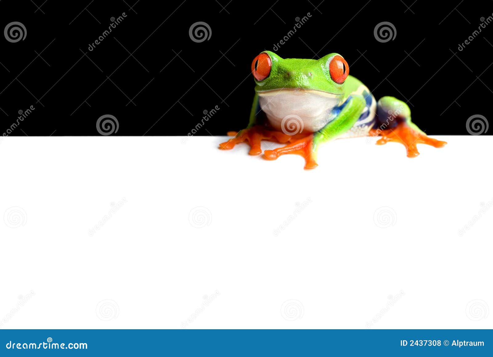 Frog border stock photo. Image of amphibian, closeup, tree - 2437308