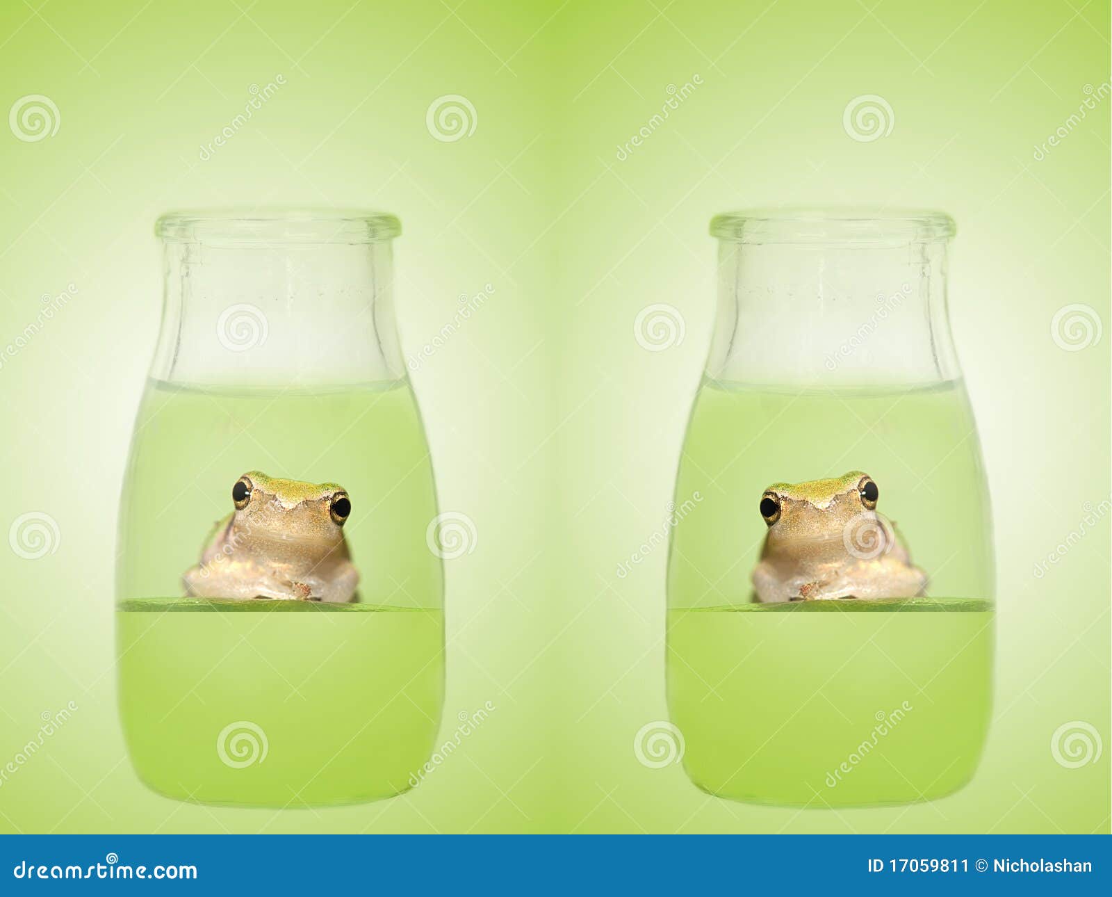 Frog in the bottle stock image. Image of closeup, conservation - 17059811