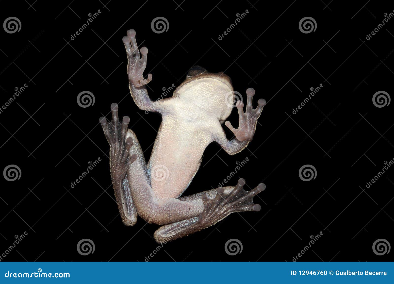 Frog Bottom stock photo. Image of green, nature, fauna - 12946760