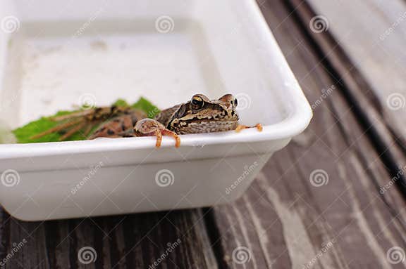 Frog in the box stock image. Image of nature, container - 58066947