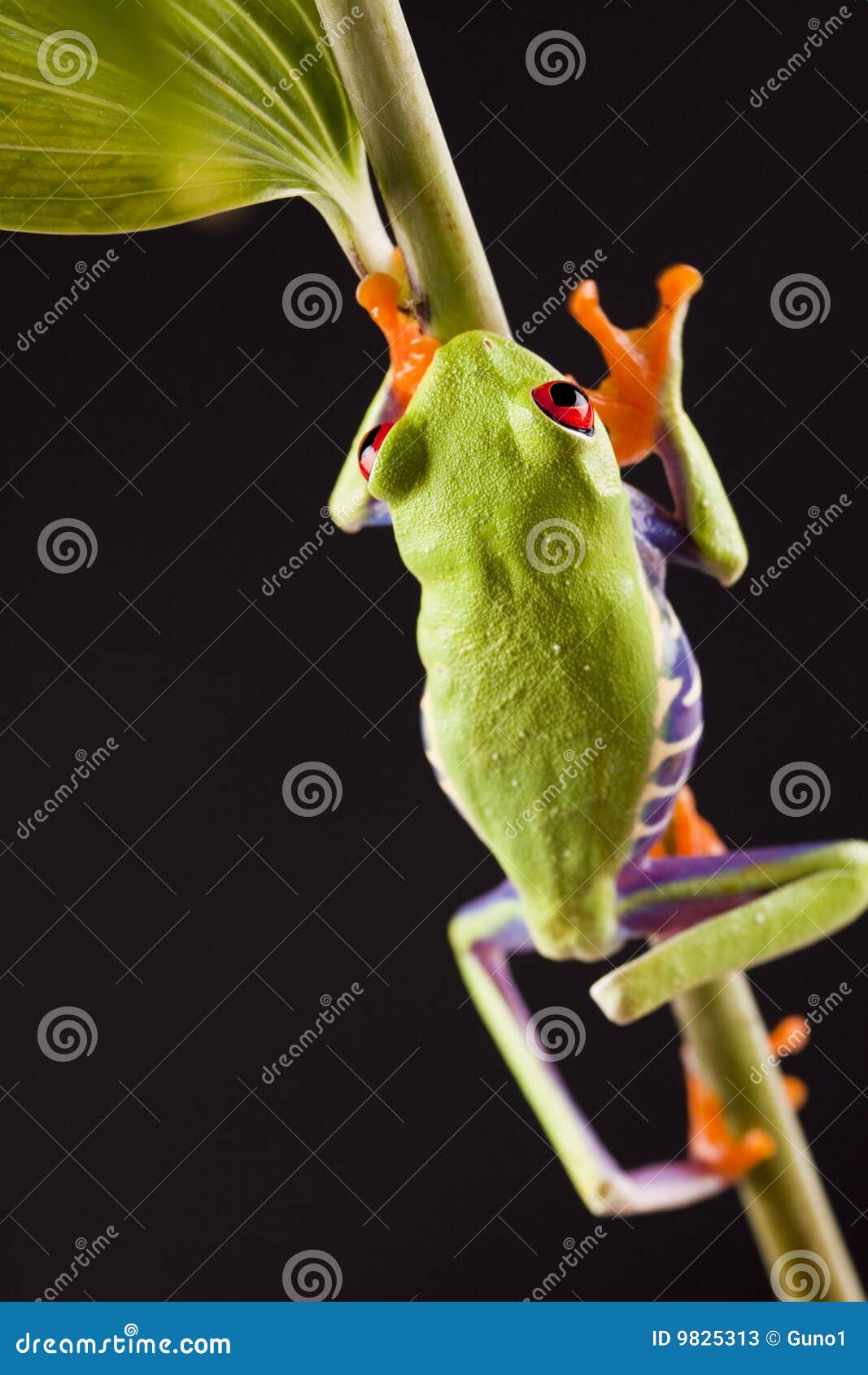 Frog on branch stock image. Image of water, branches, frog - 9825313