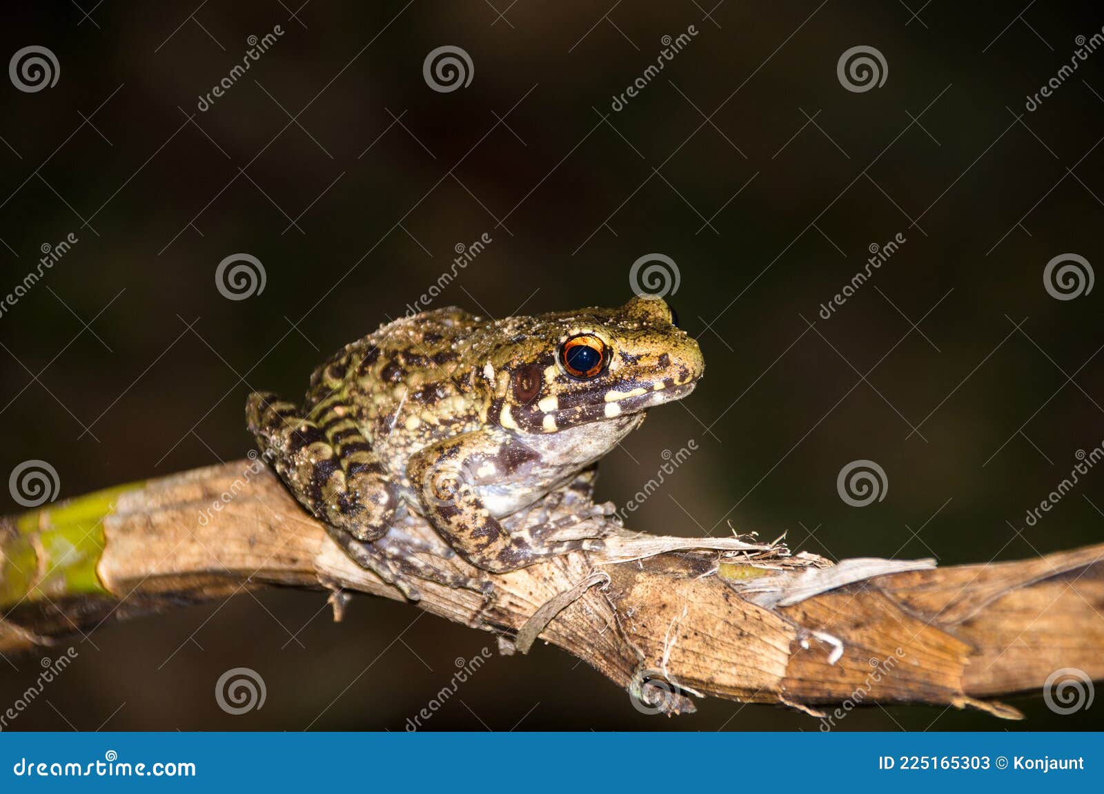 Frog is on a Branch To Catch Insects Stock Image - Image of living ...