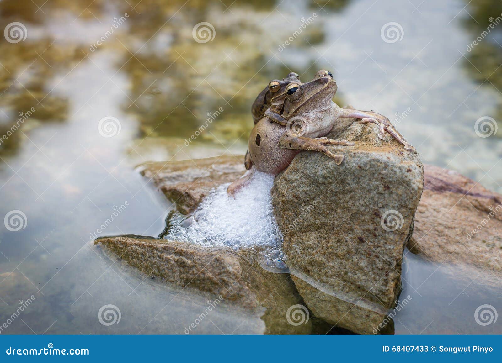 Frog it breed on the stone stock image. Image of deliver - 68407433
