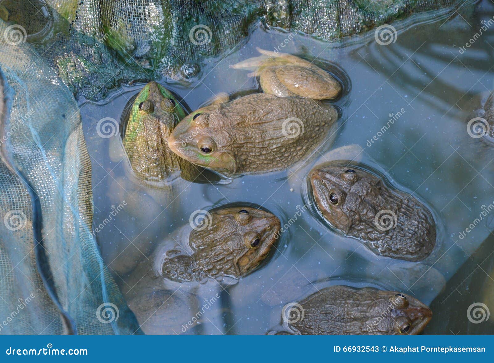 Frog Breeding in Close Farm Stock Image - Image of feed, breeding: 66932543