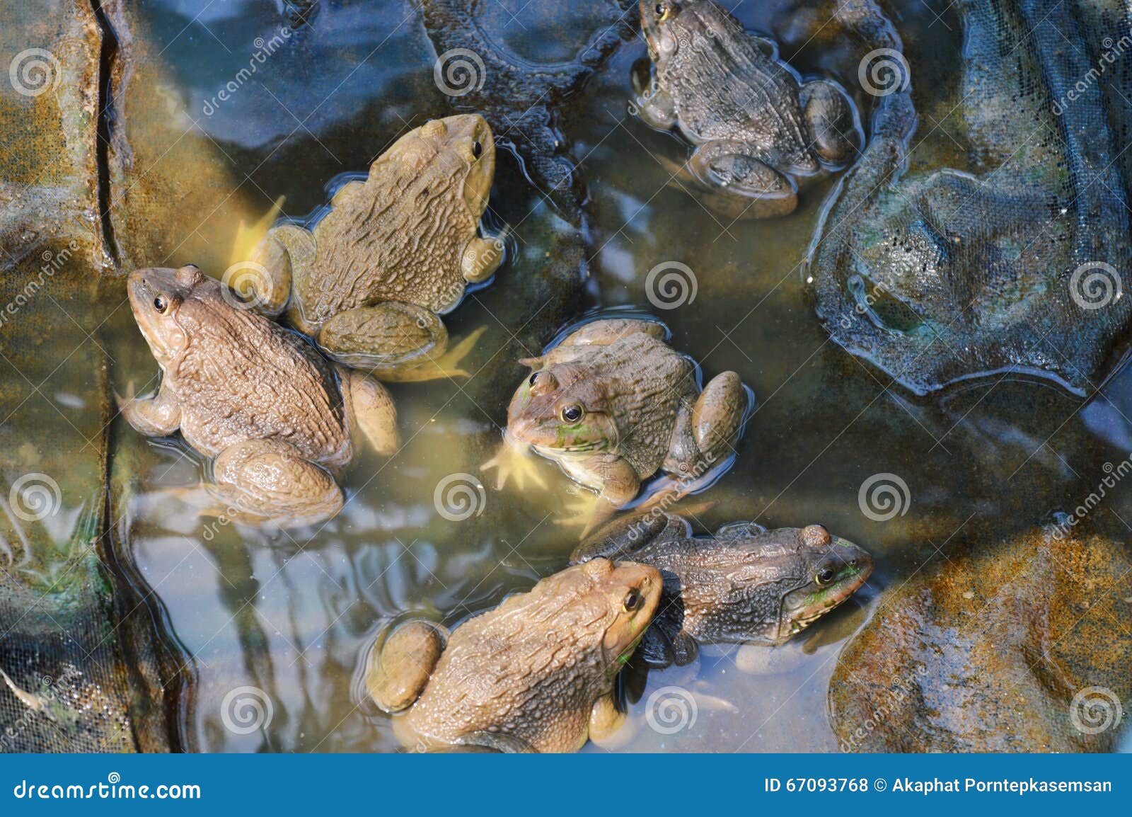 Frog Breeding in Close Farm Stock Photo - Image of breed, shading: 67093768
