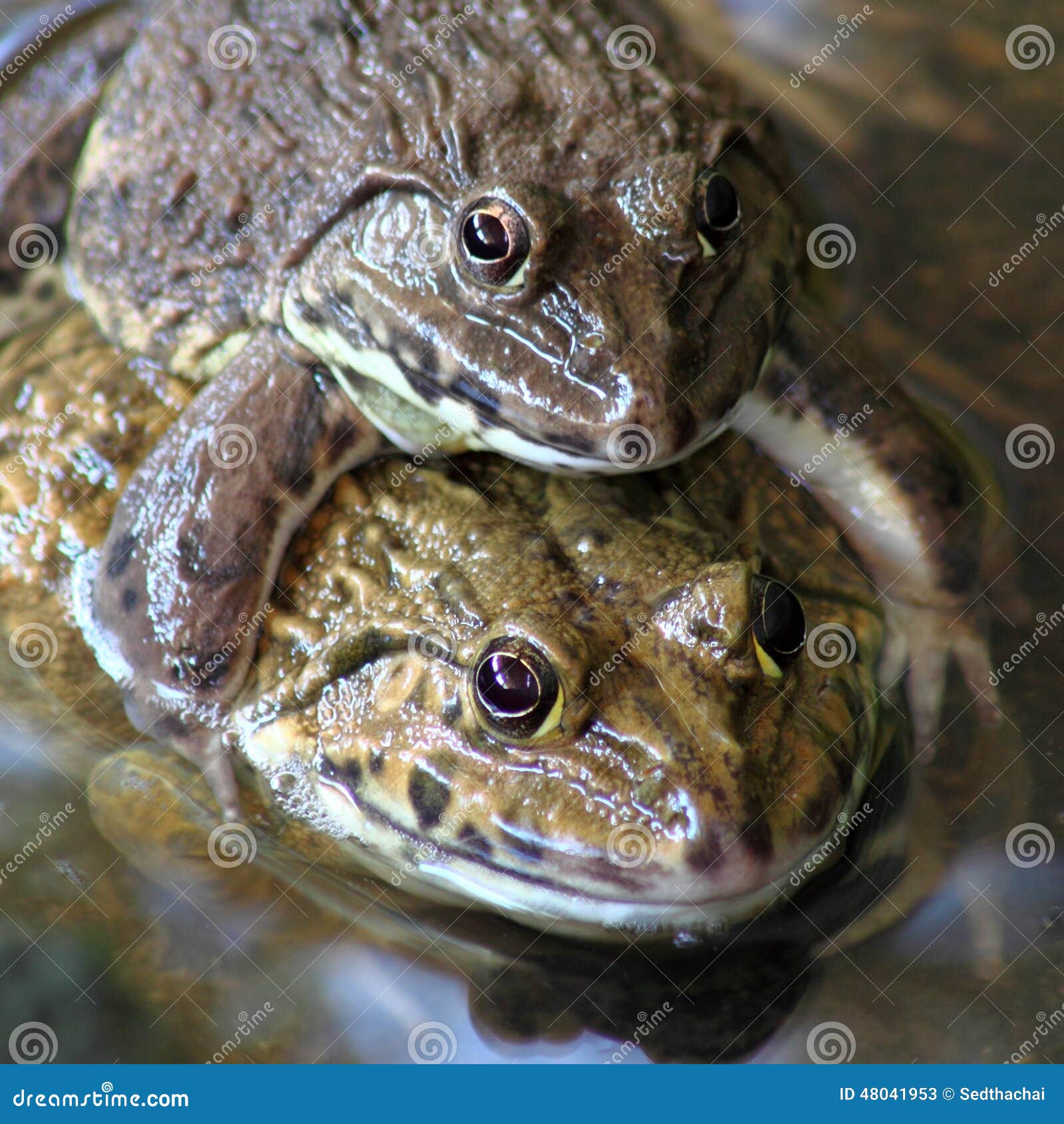 Frog breeding in the farm stock image. Image of reptile - 48041953
