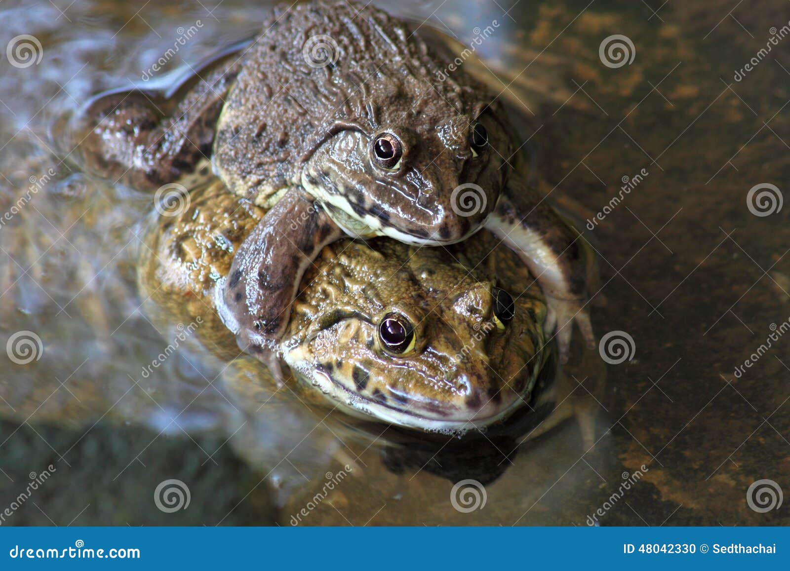 Frog breeding in the farm stock photo. Image of love - 48042330