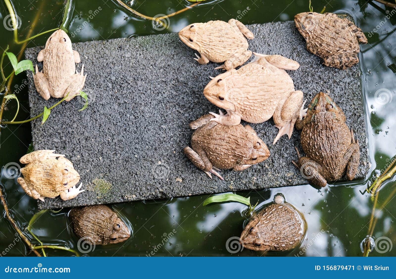 Frog on the Brick in the Water Stock Image - Image of water, brick ...