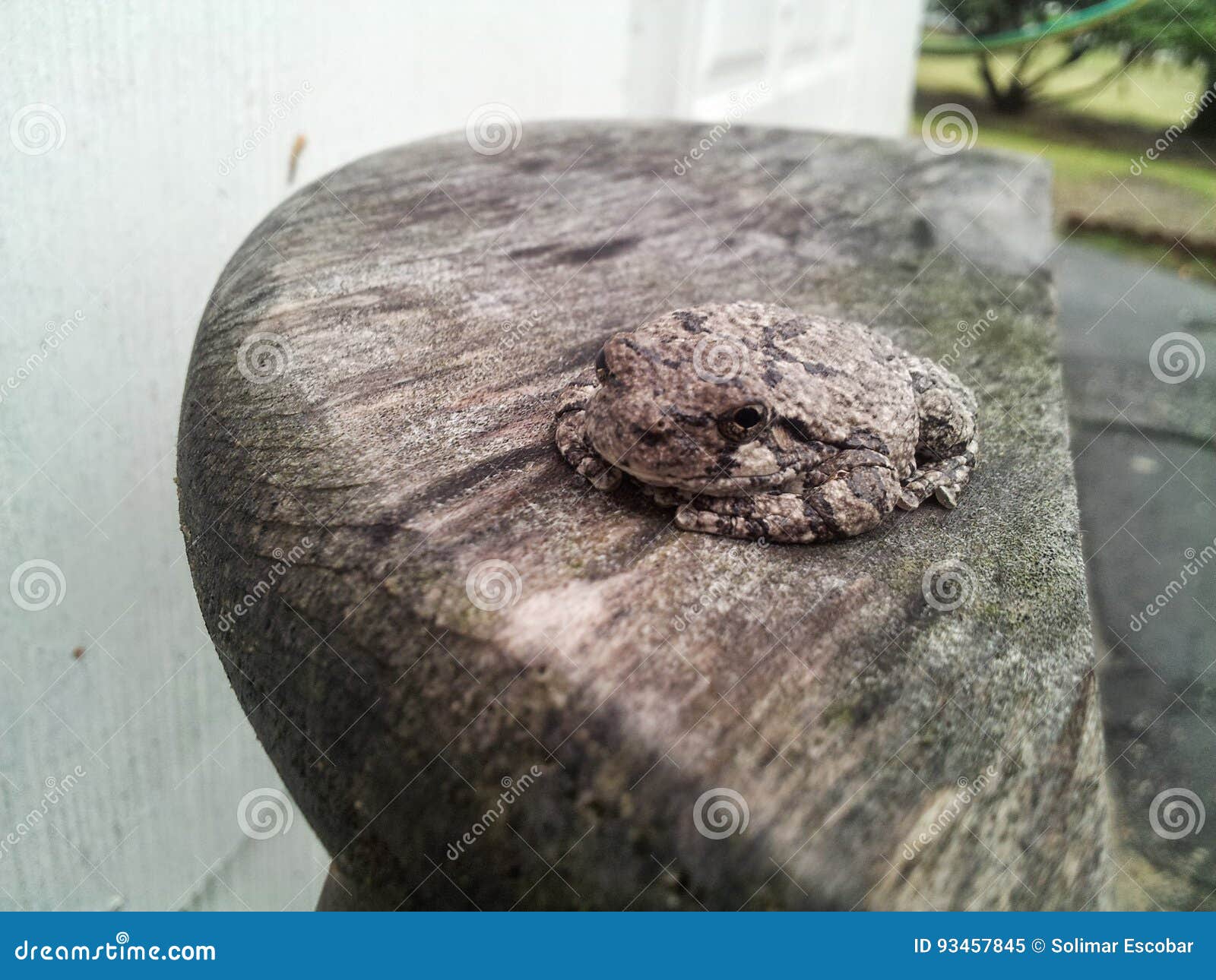 Frog stock image. Image of nature, toad, reptile, camo - 93457845