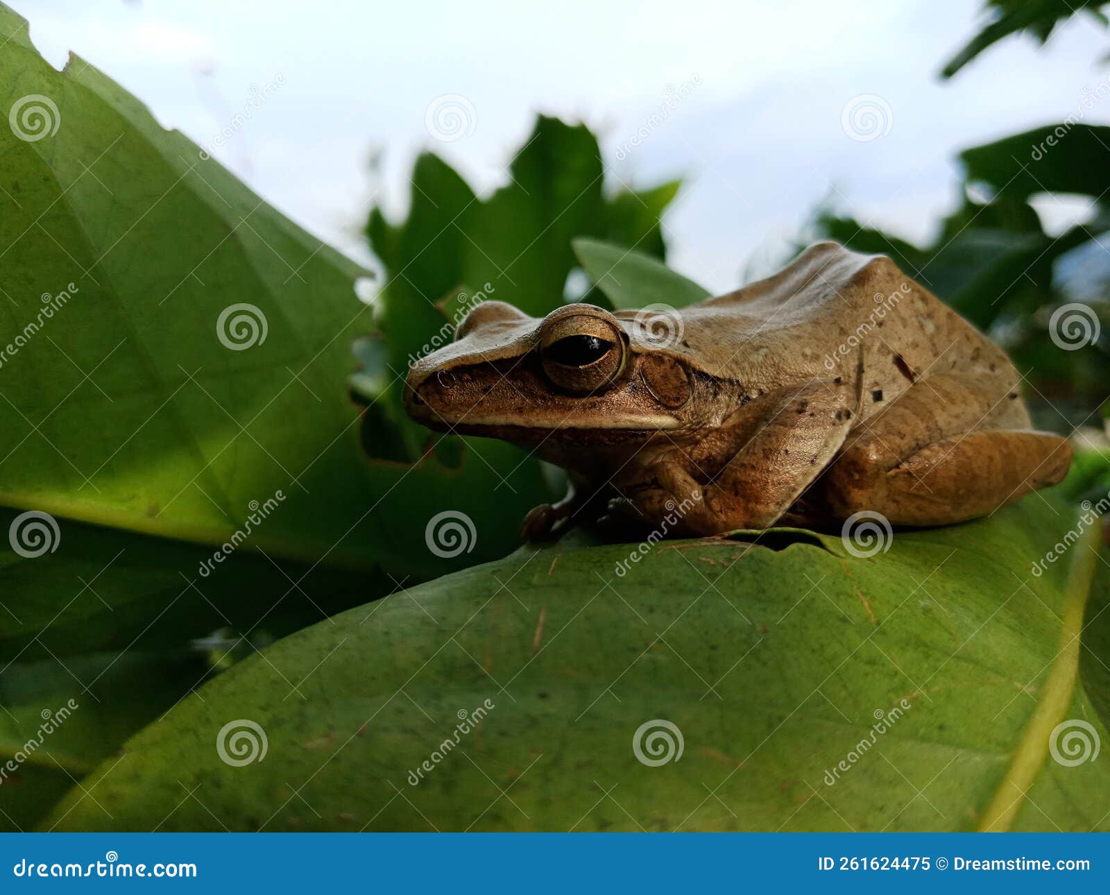 Frog On Old Brown Mango Leafs Royalty-Free Stock Image | CartoonDealer ...