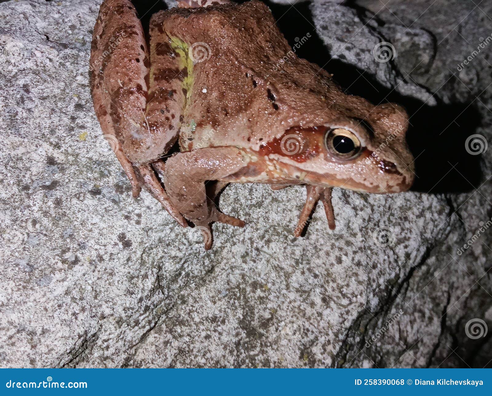 Frog On Old Brown Mango Leafs Royalty-Free Stock Image | CartoonDealer ...