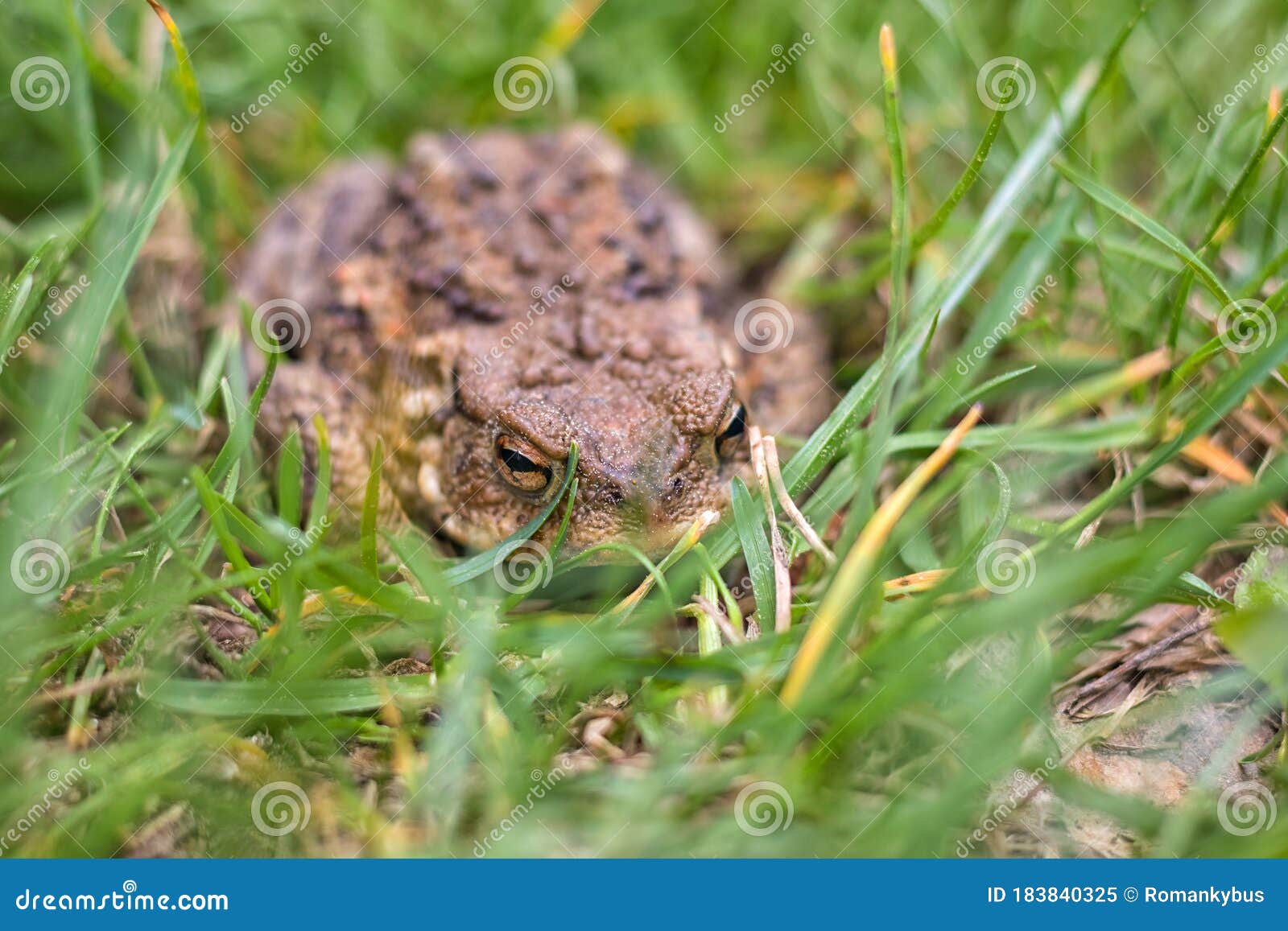 Frog - Brown Toad Hidden in the Grass Stock Image - Image of spring ...