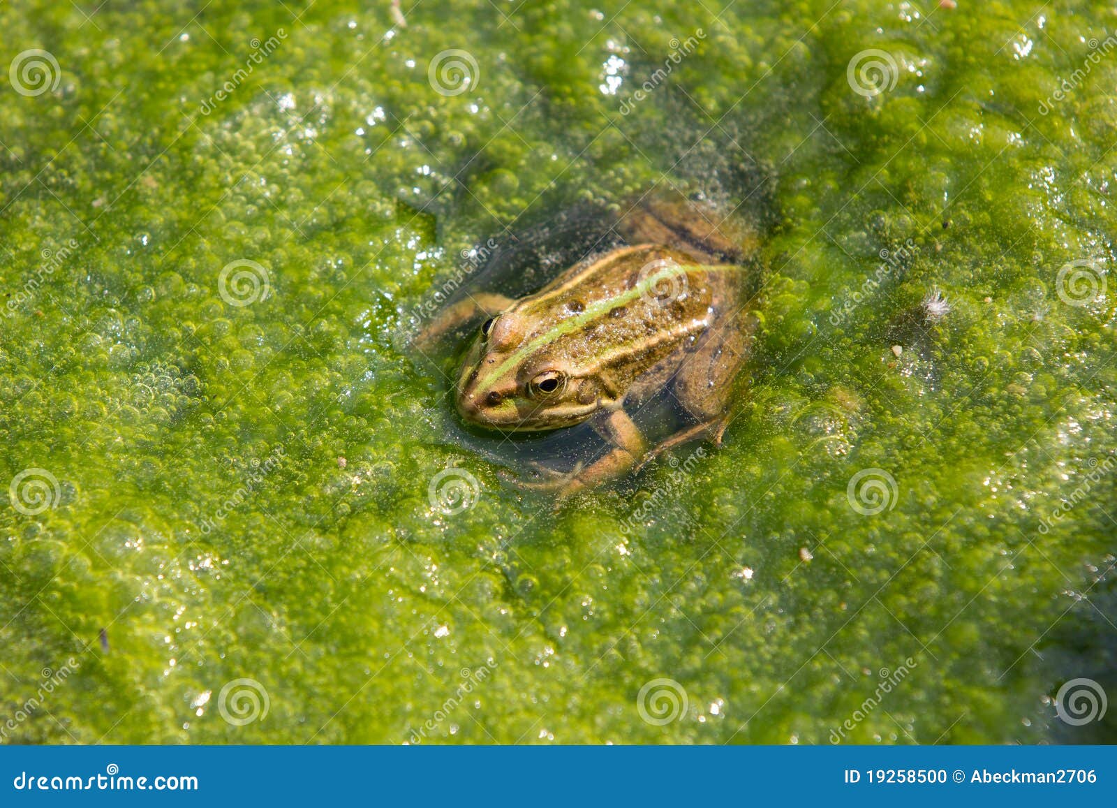 Frog in bubblescloseup stock photo. Image of water, eyed - 19258500
