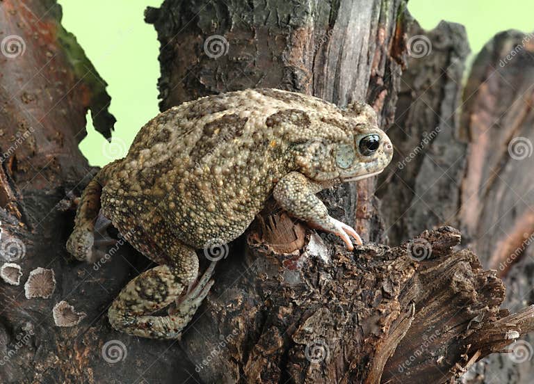 Frog Bufo bufo stock photo. Image of macro, ecology, anura - 18208520